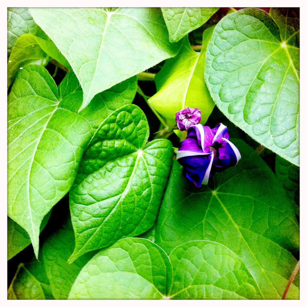 Flower collapses / upon itself at dusk, waits / for sun’s bright return ...
