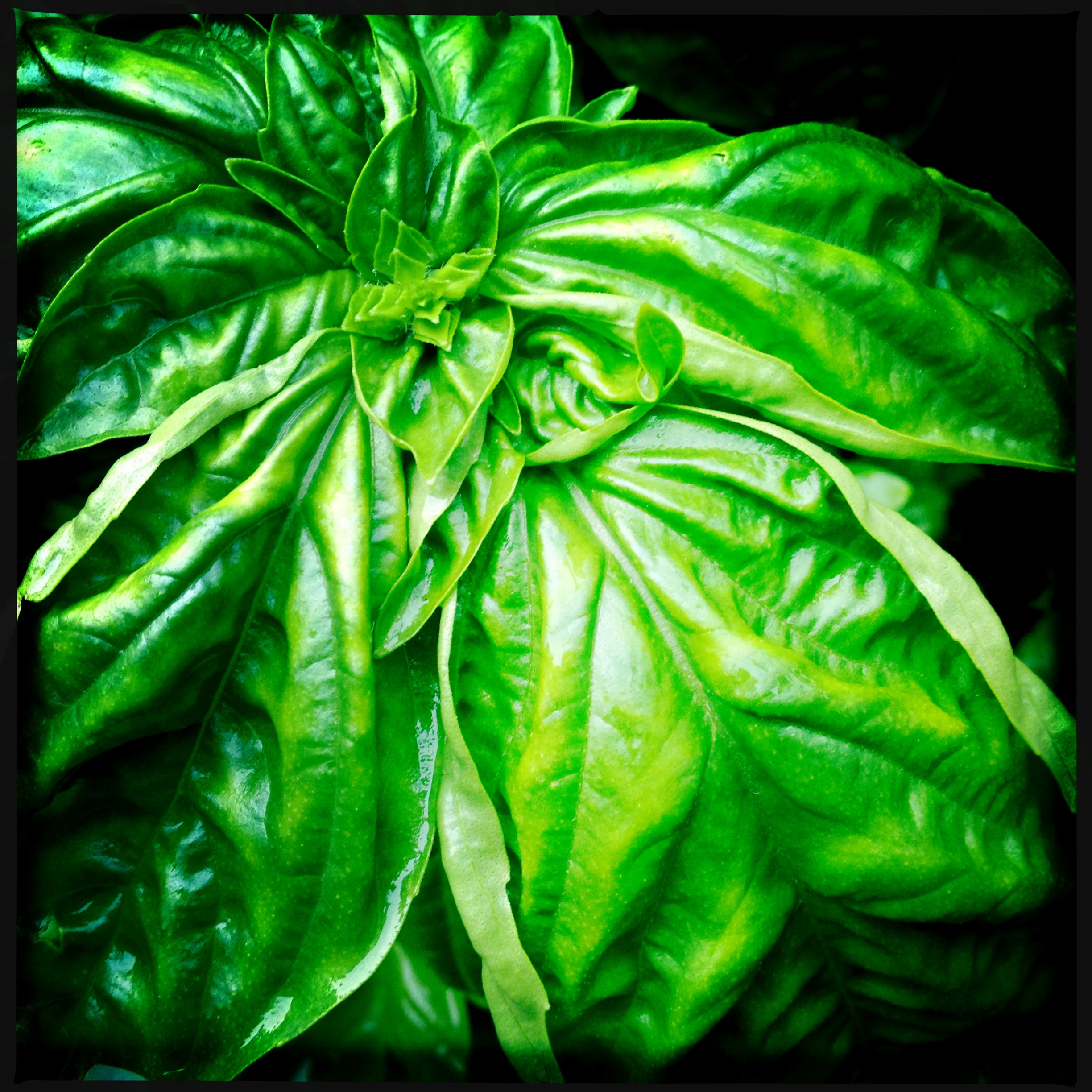 Nearing end / the wrinkled basil / is sweeter. – haikumages